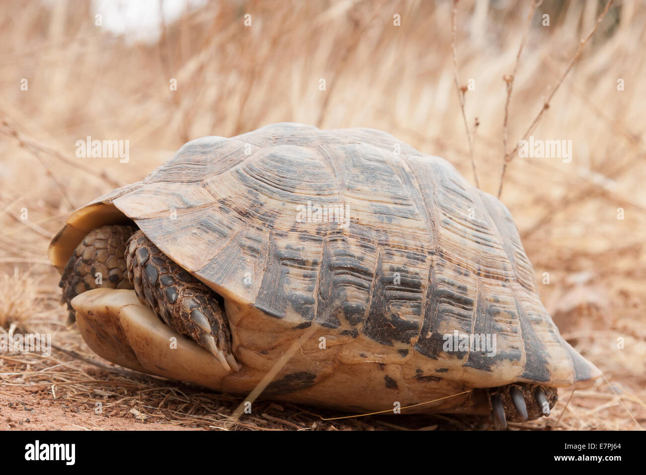 Turtle on the ground Stock Photo - Alamy