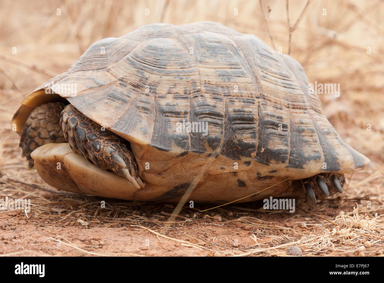 Turtle on the ground Stock Photo - Alamy