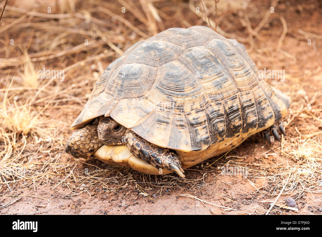 Turtle on the ground Stock Photo - Alamy