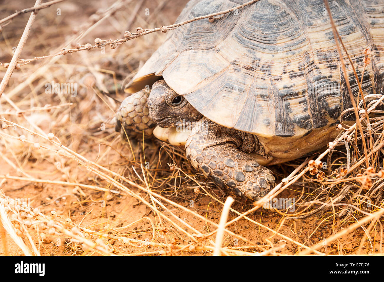 Turtle on the ground Stock Photo - Alamy