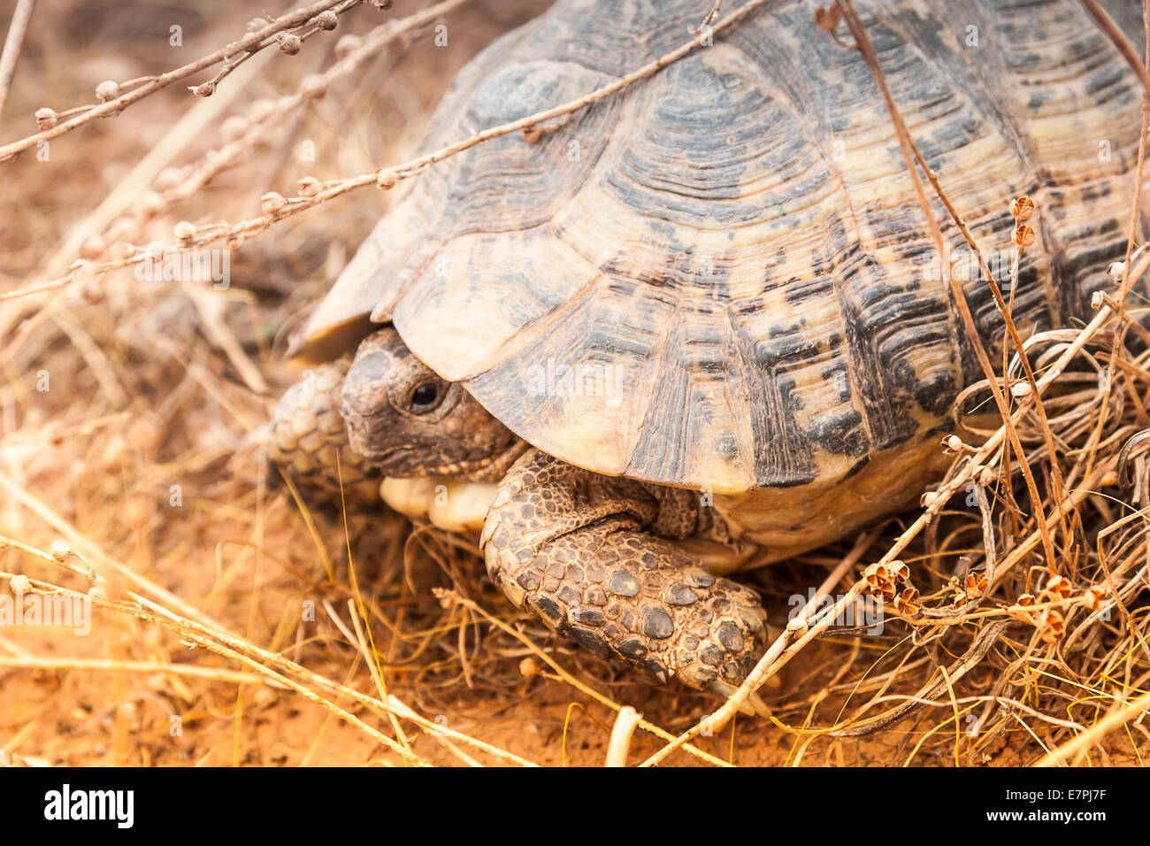Turtle on the ground Stock Photo - Alamy