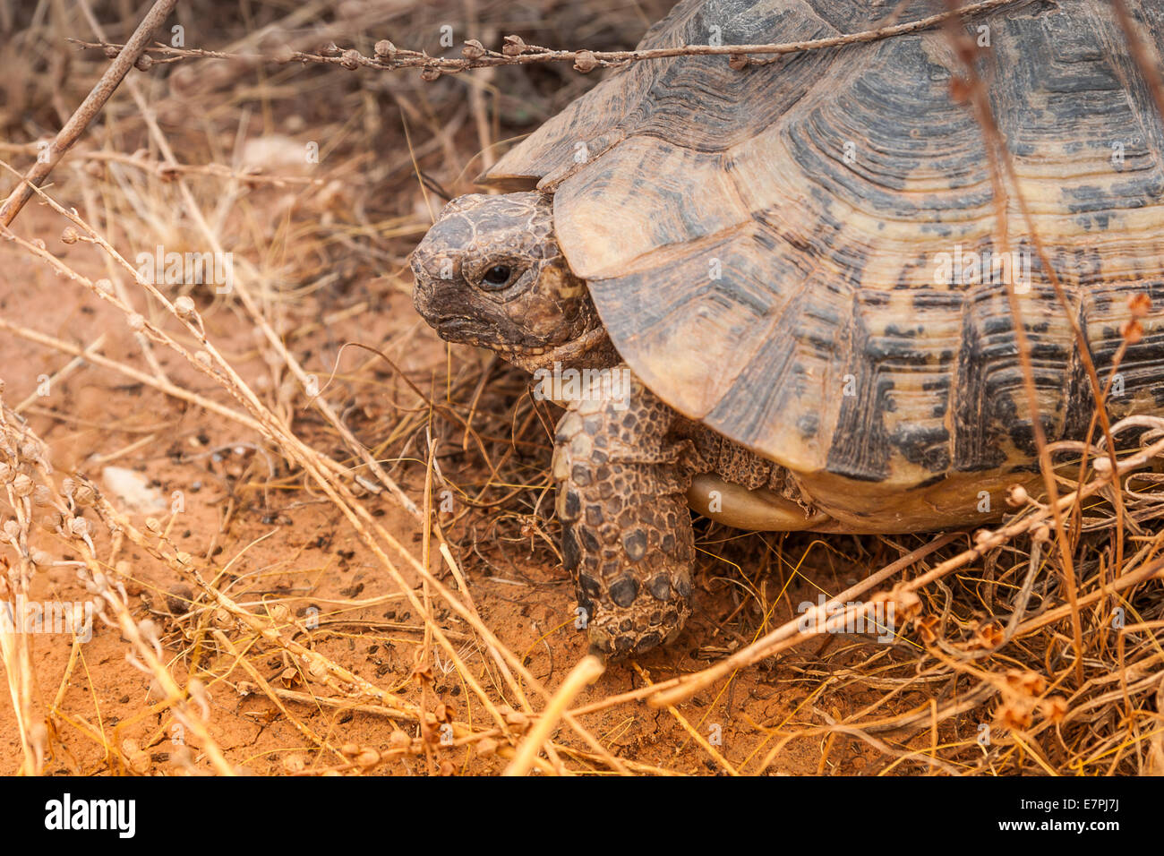 Turtle on the ground Stock Photo - Alamy