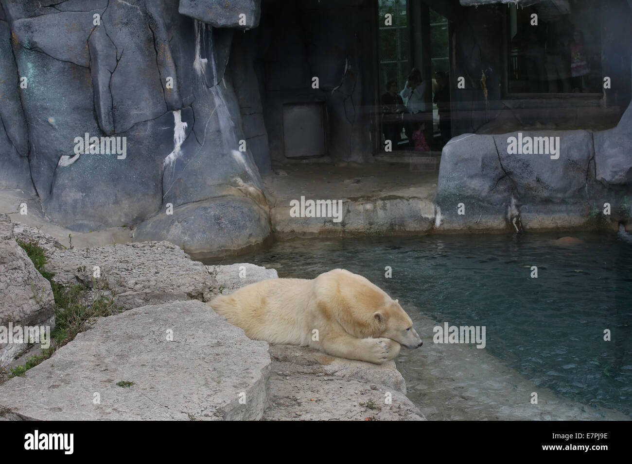 polar bear in Toronto zoo Stock Photo - Alamy
