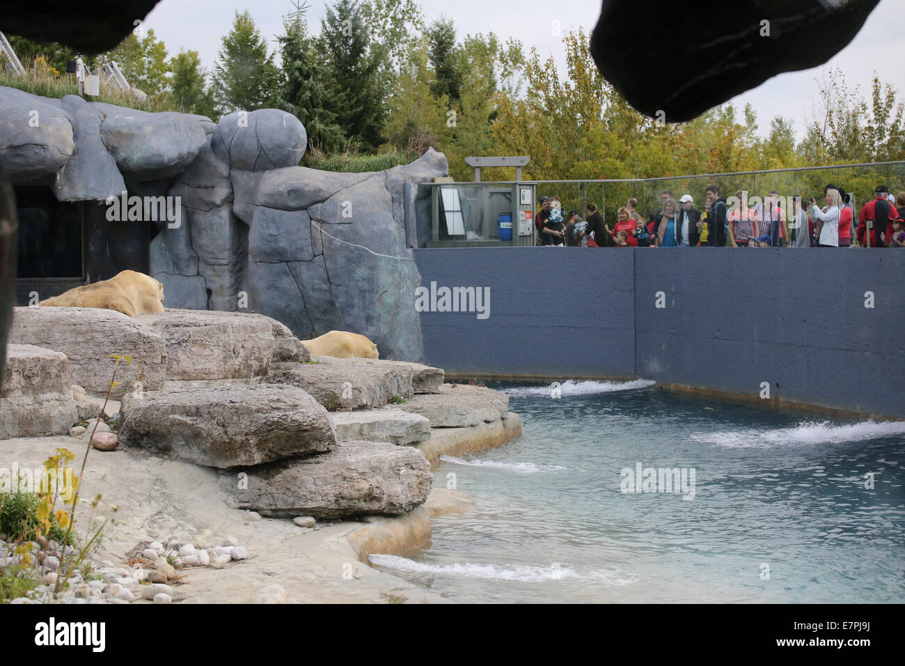 Toronto zoo Polar bear Stock Photo - Alamy