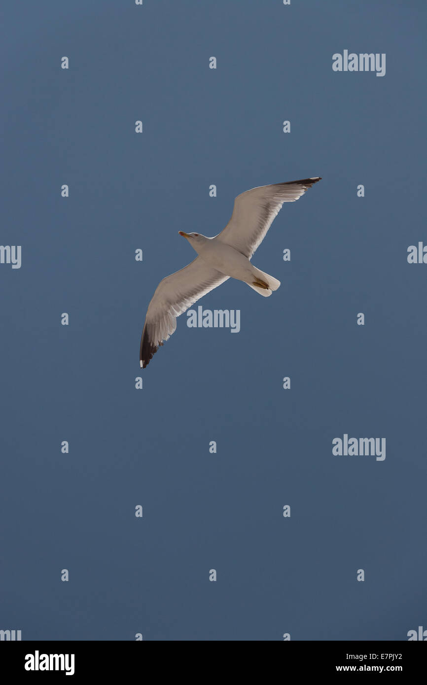 Sea gull in the sky Stock Photo - Alamy