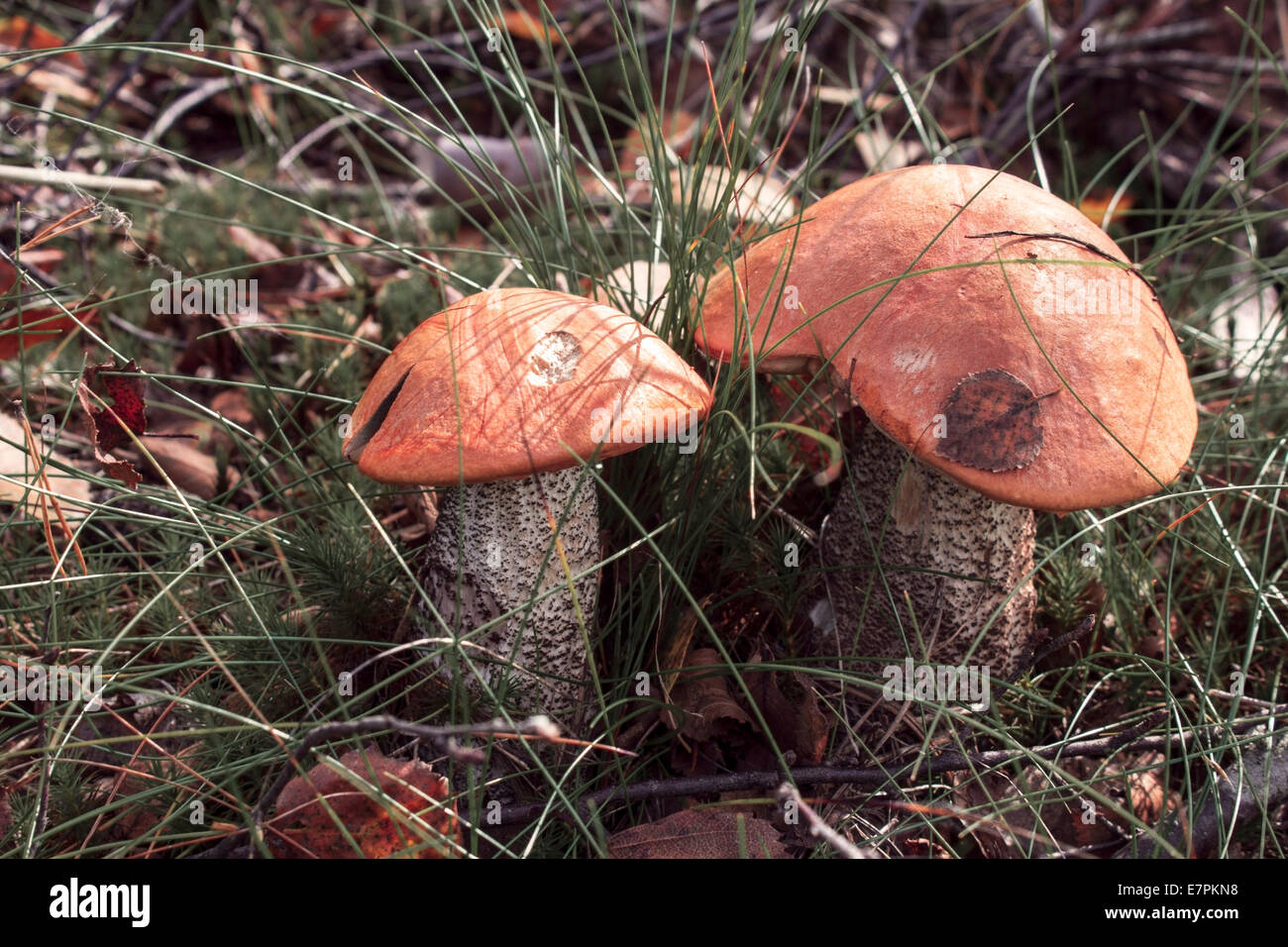 Fungus orange hi-res stock photography and images - Alamy