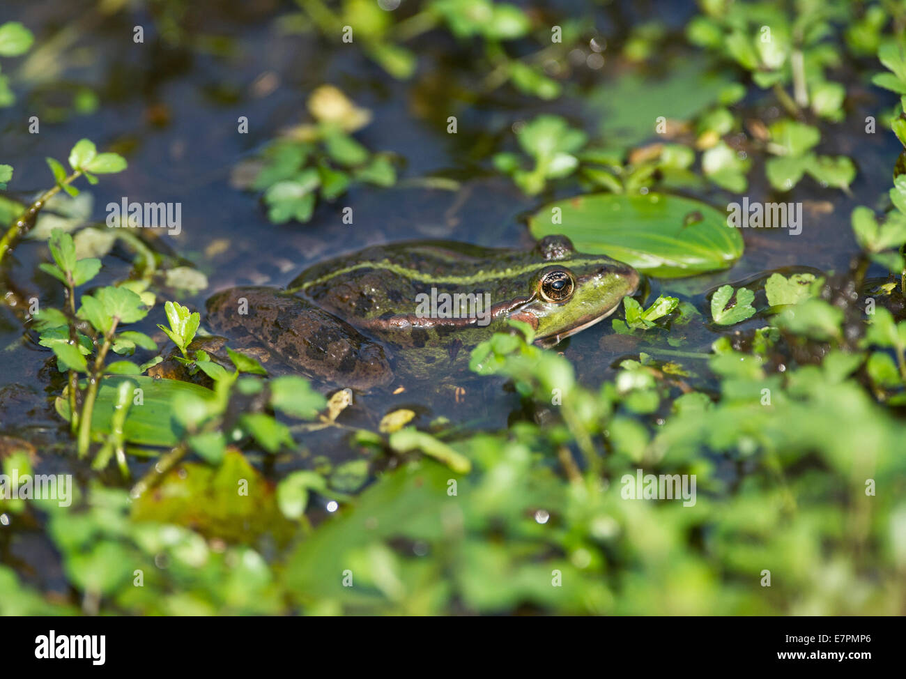 Marsh frog (Pelophylax ridibundus Stock Photo - Alamy