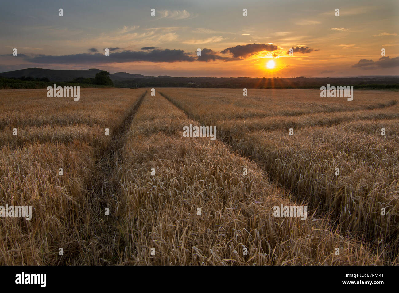 Leading lines in a field hi-res stock photography and images - Alamy
