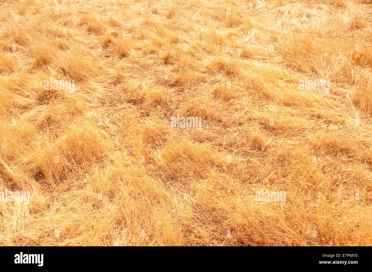 Needle weed hi-res stock photography and images - Alamy