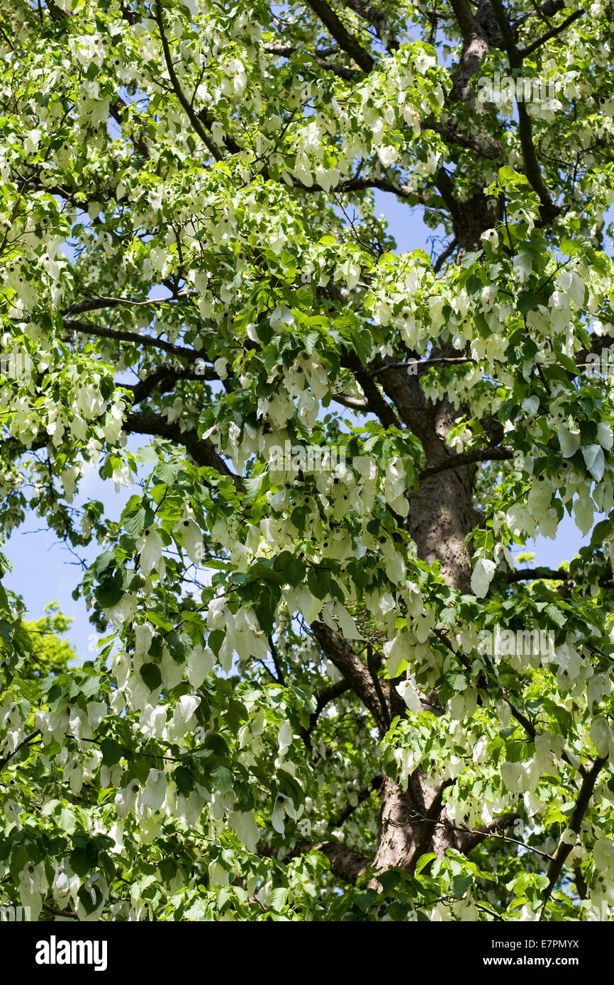 Pocket Handkerchief Tree High Resolution Stock Photography and Images ...