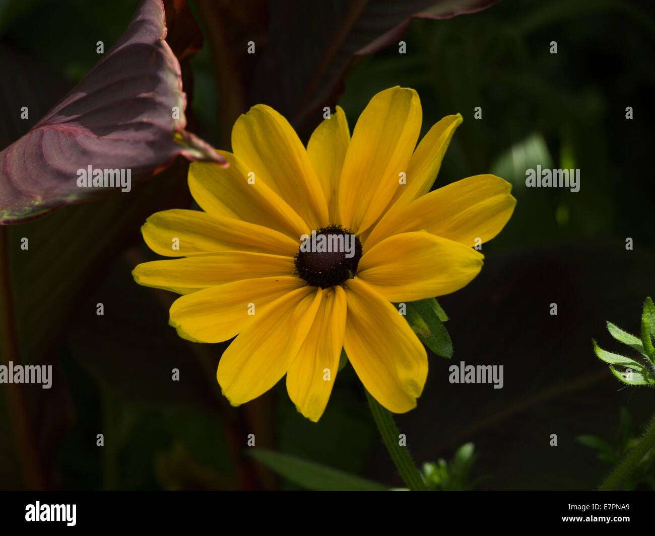 Normal flower hi-res stock photography and images - Alamy