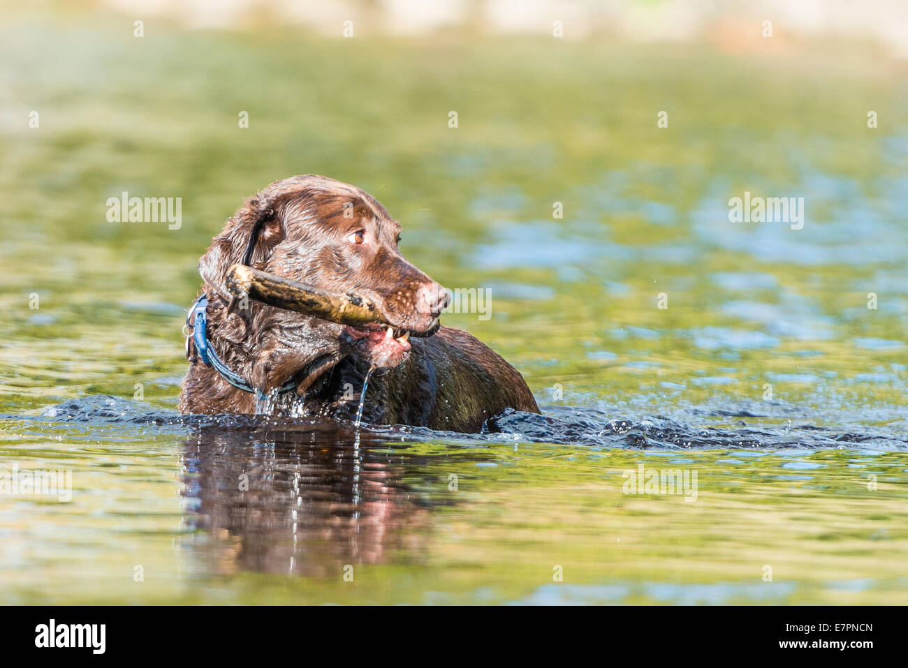 Labrador retriever retrieving a stick from the river Wharfe at Bolton ...
