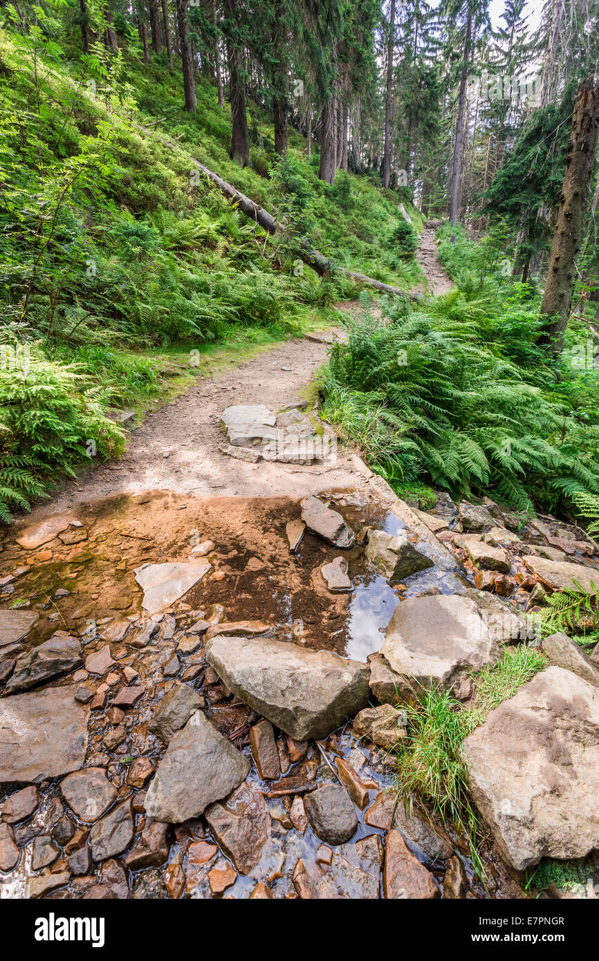 Mountain stream crosses the hiking trail Stock Photo - Alamy