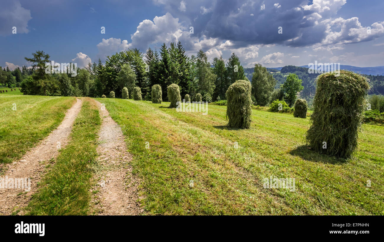 Mountain haymaking hi-res stock photography and images - Alamy