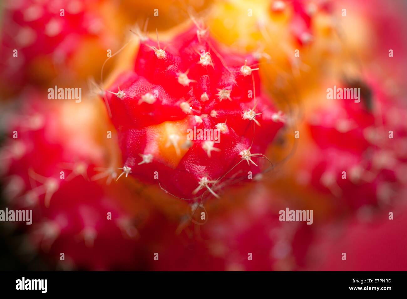Ruby ball hi-res stock photography and images - Alamy