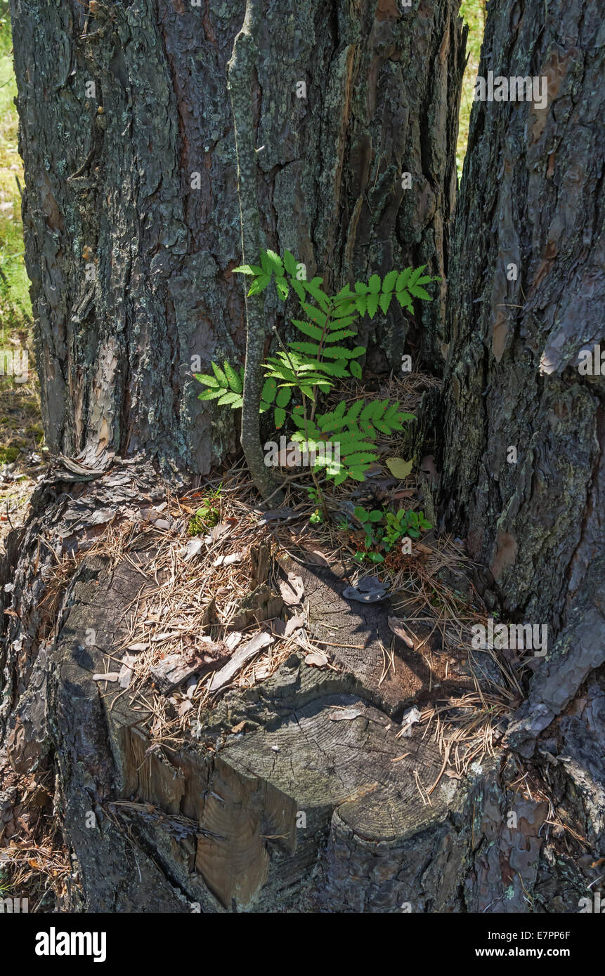 The young mountain ash grows on a pine stub Stock Photo - Alamy