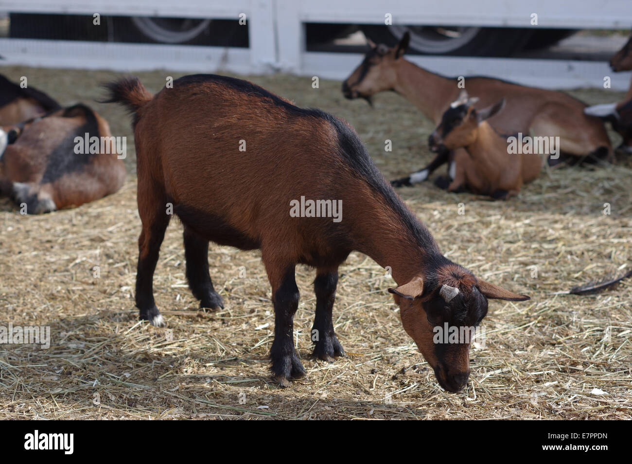Mini / pygmy goats Stock Photo - Alamy