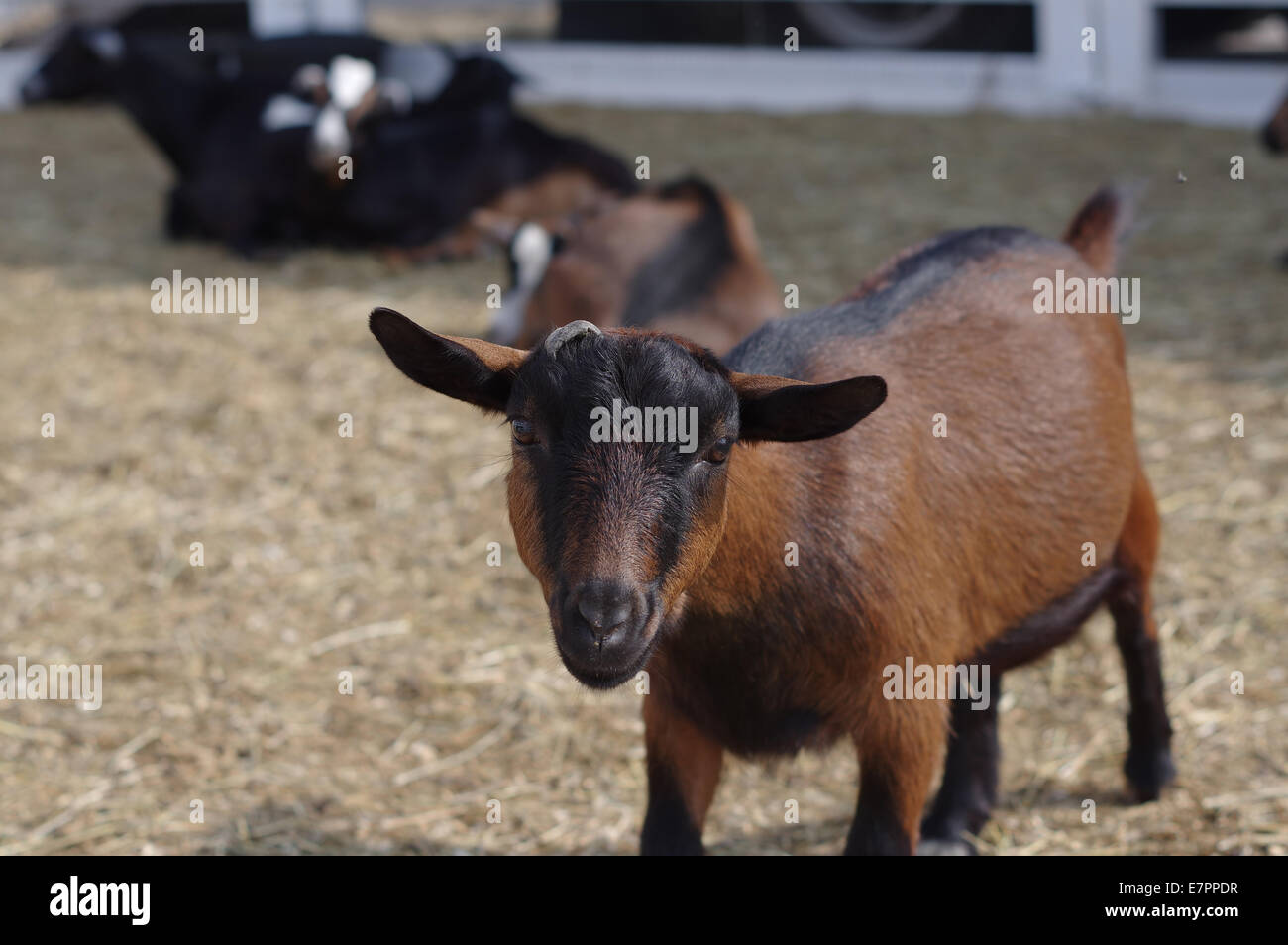 Mini / pygmy goats Stock Photo - Alamy