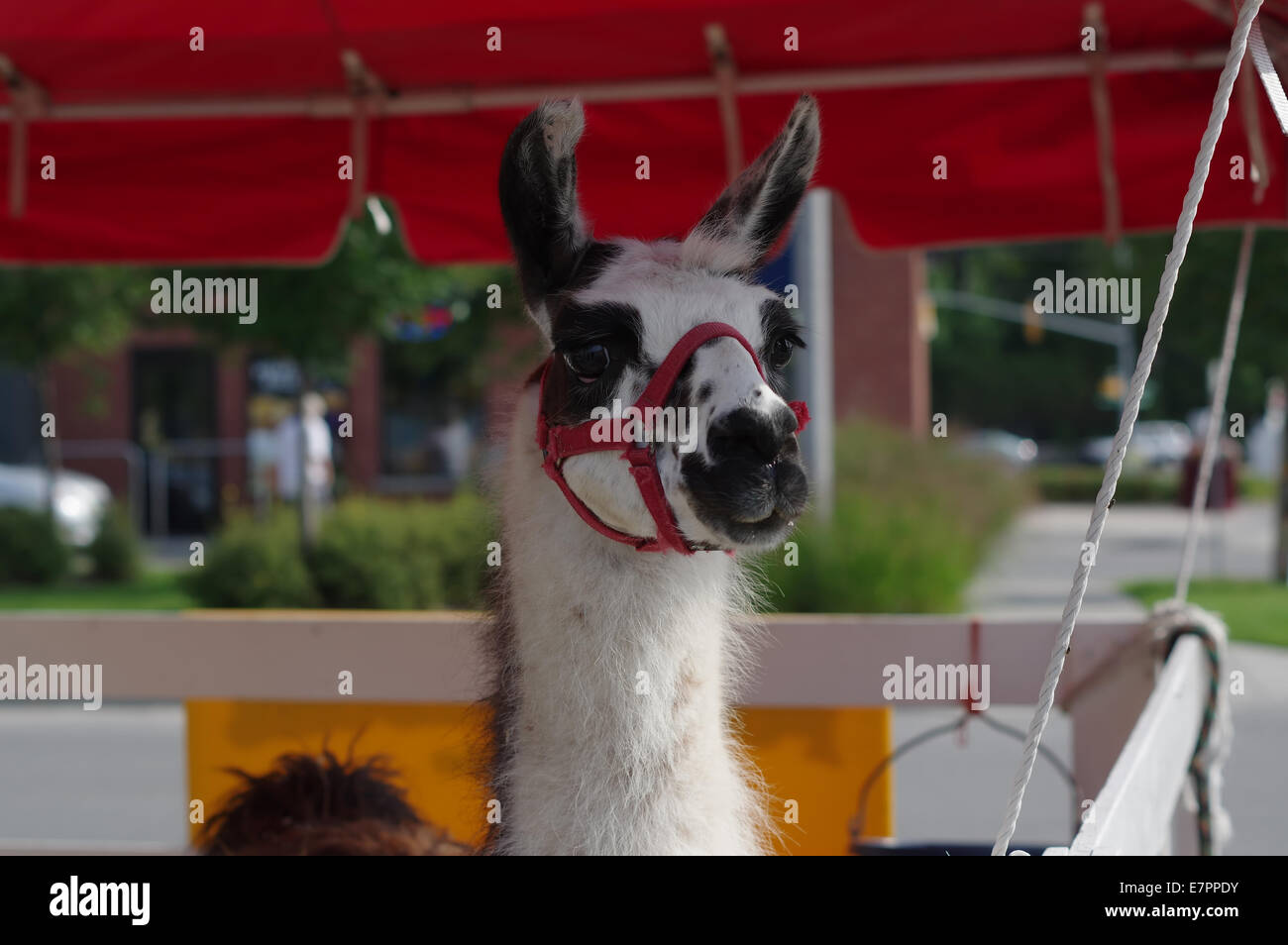Young llama used in animal show Stock Photo - Alamy