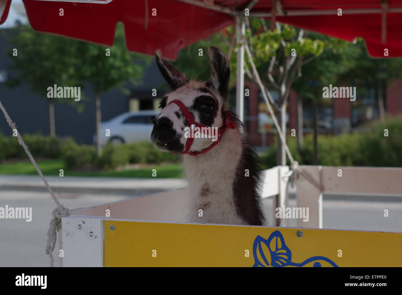 Young llama used in animal show Stock Photo - Alamy