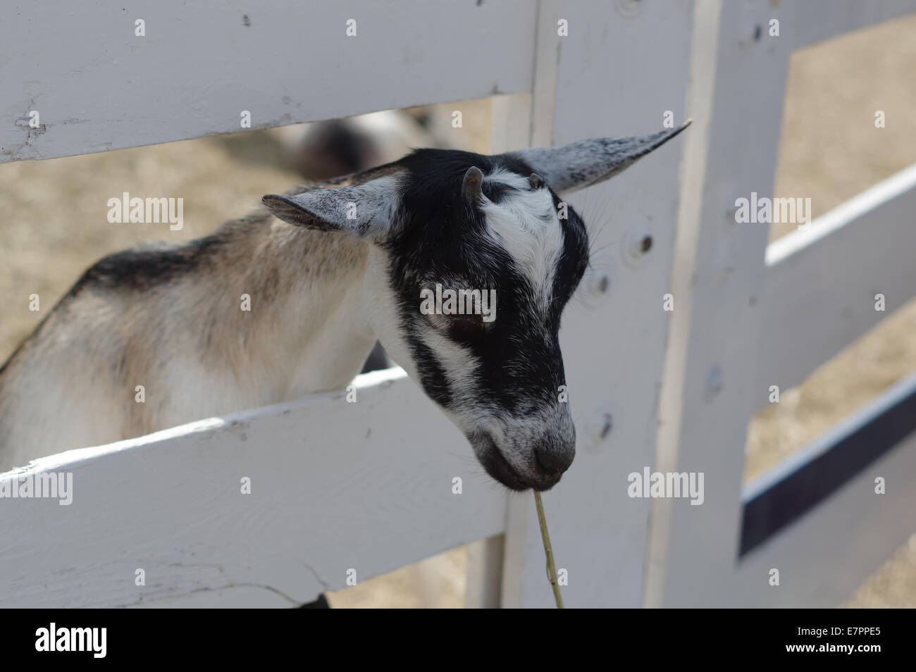 Mini / pygmy goats Stock Photo - Alamy