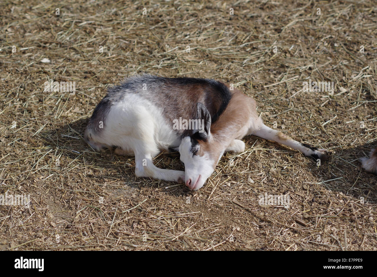 Mini / pygmy goats Stock Photo - Alamy