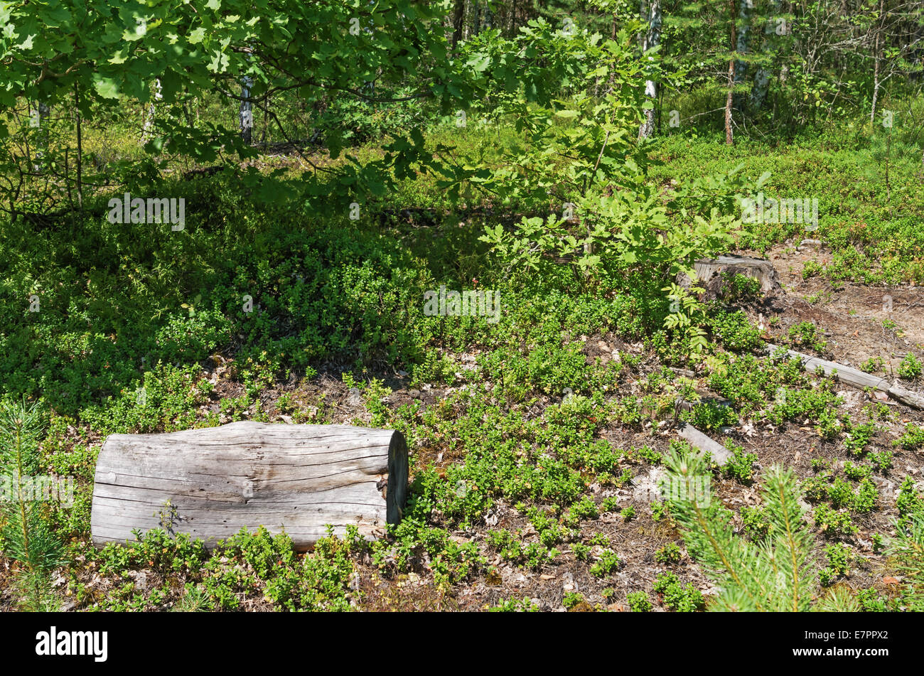 Old gray wooden log in the forest Stock Photo - Alamy