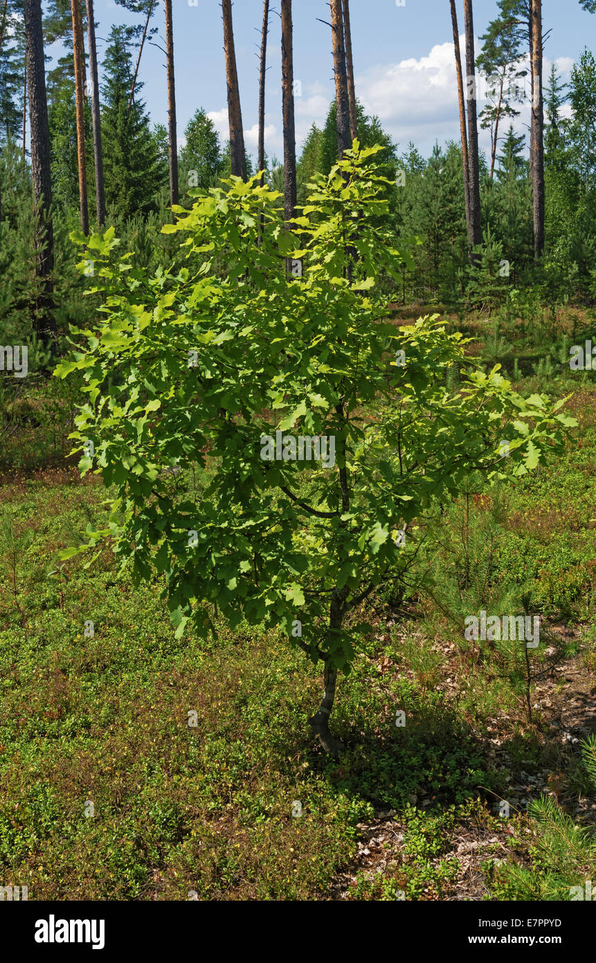 Young oak in the pine wood Stock Photo - Alamy