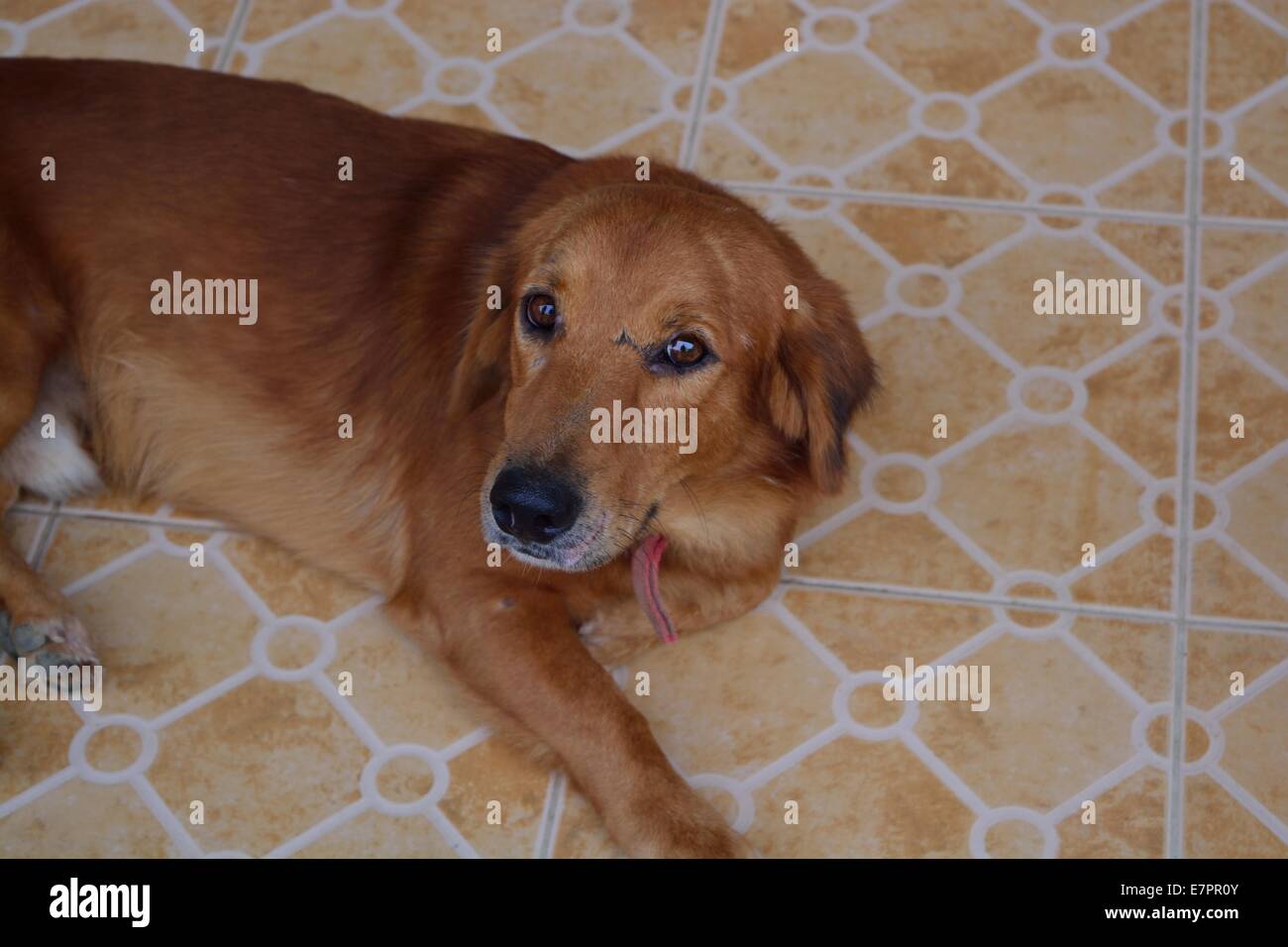 dog named maxi Stock Photo - Alamy