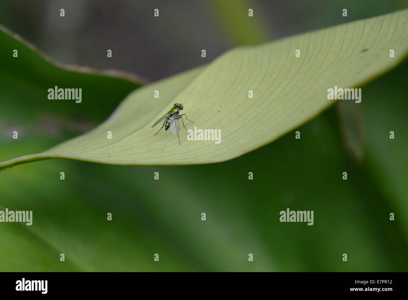 Life of a insect hi-res stock photography and images - Alamy