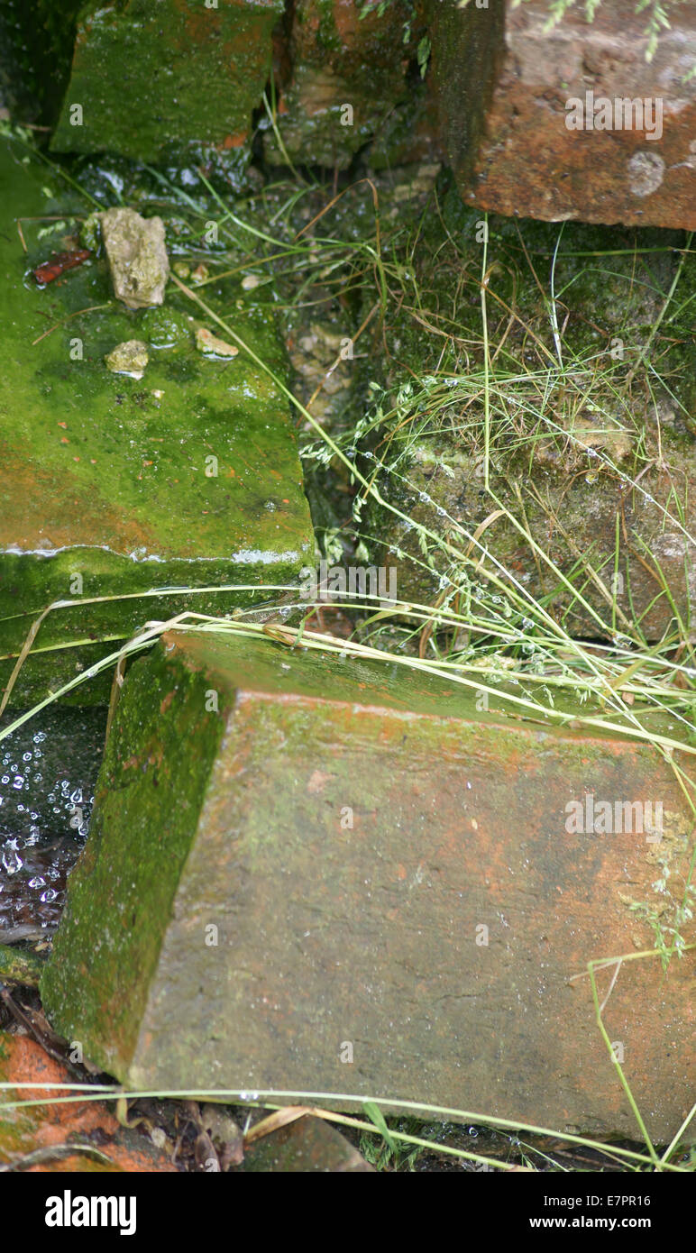 Algae on bricks Stock Photo - Alamy