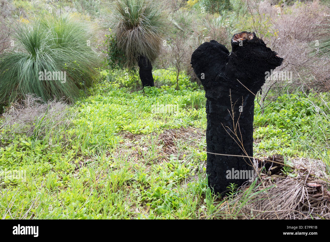 Australian bush scene hi-res stock photography and images - Alamy