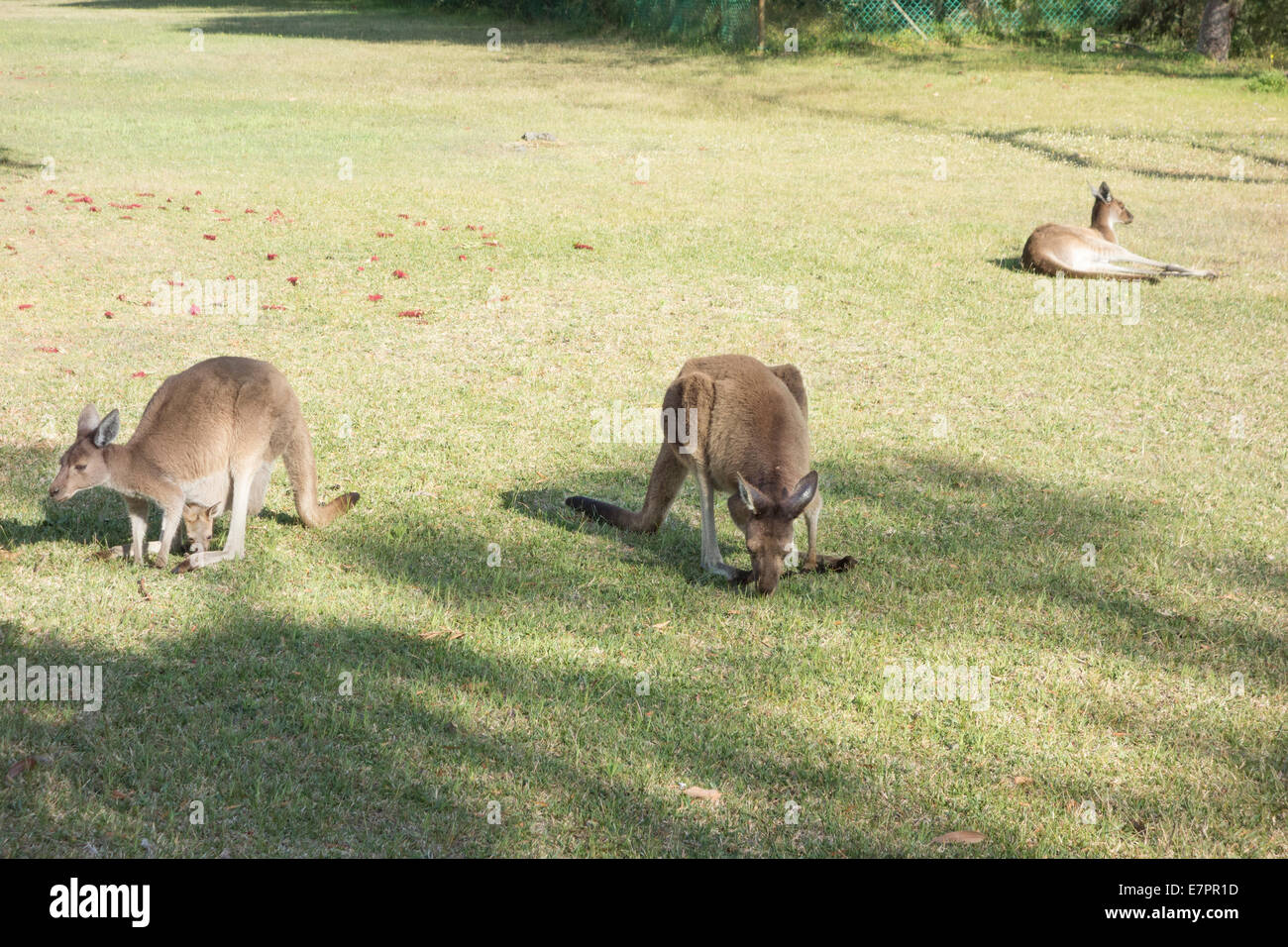 Australian kangaroos feeding on grass area of bush reserve Stock Photo ...