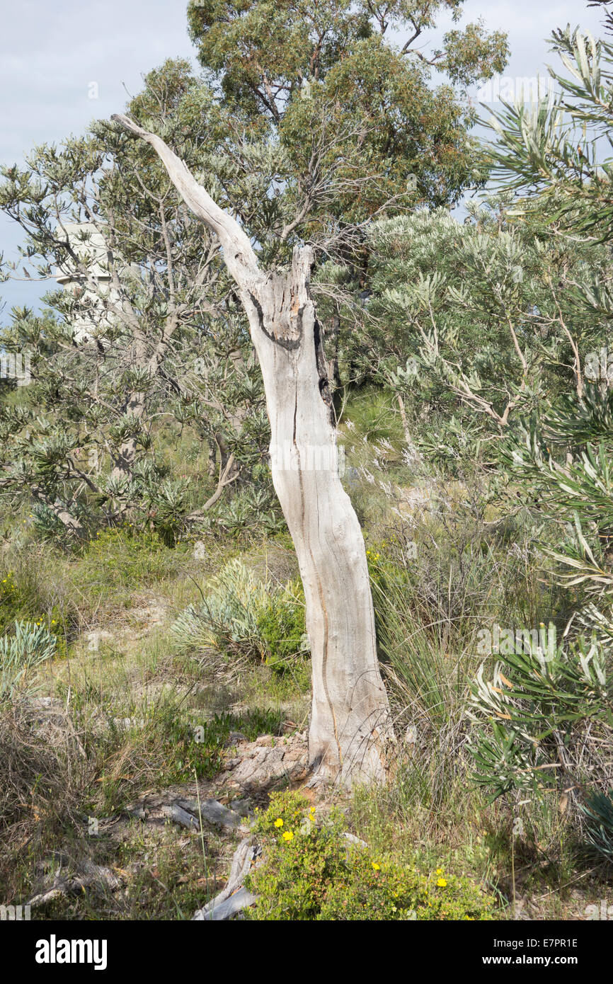 Australian bush scene hi-res stock photography and images - Alamy