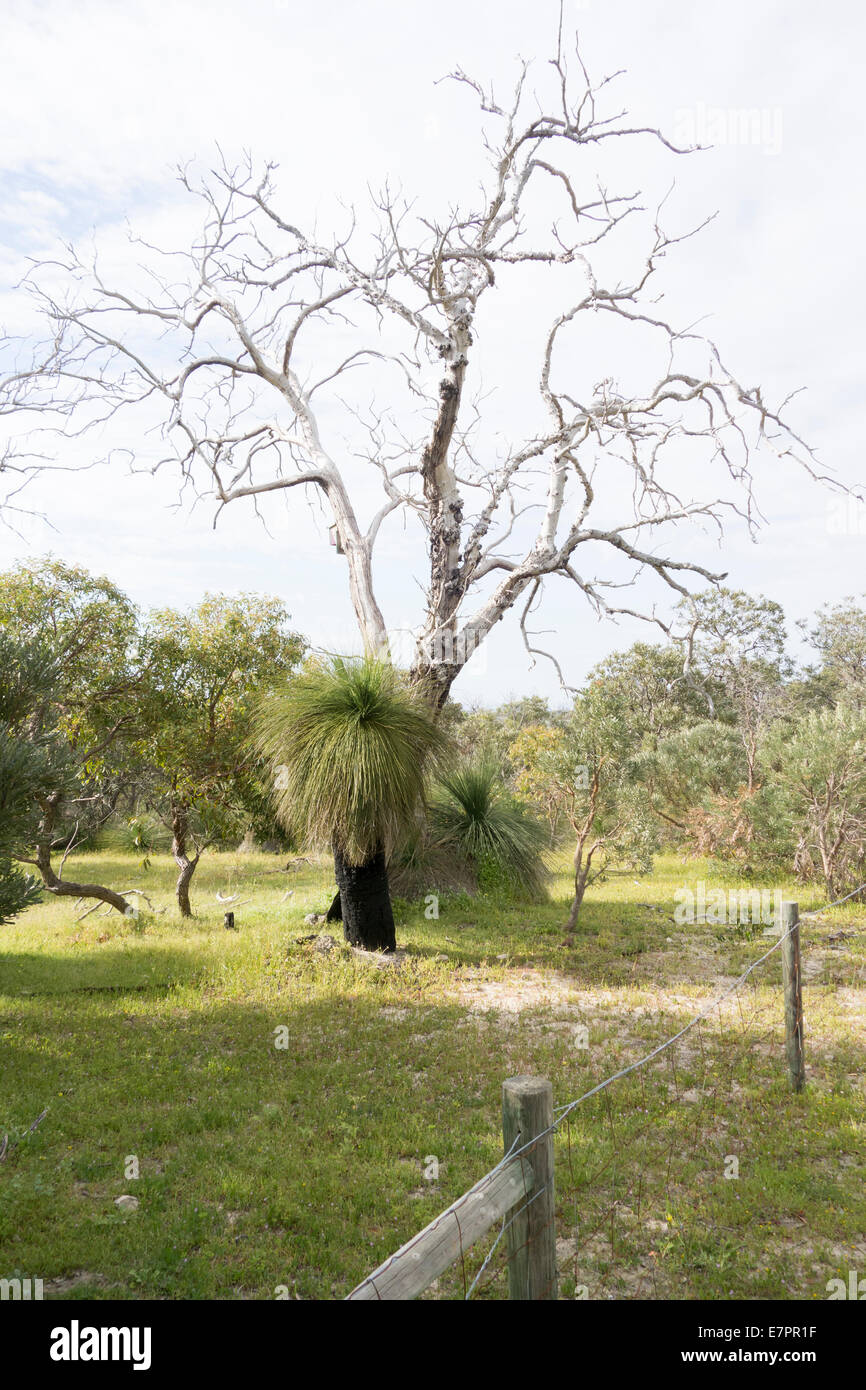 Australian bush scene hi-res stock photography and images - Alamy
