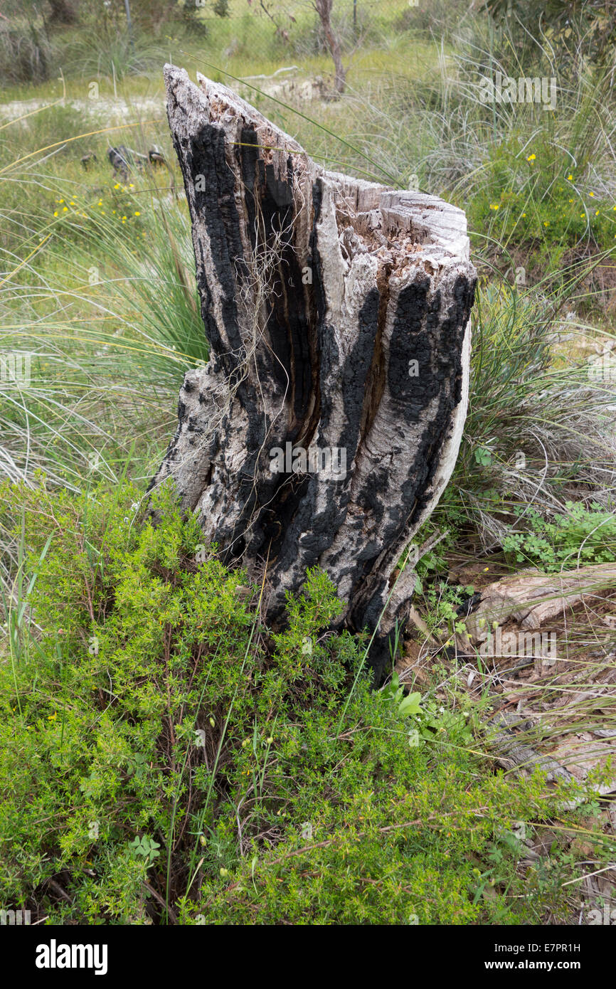 Australian bush scene hi-res stock photography and images - Alamy
