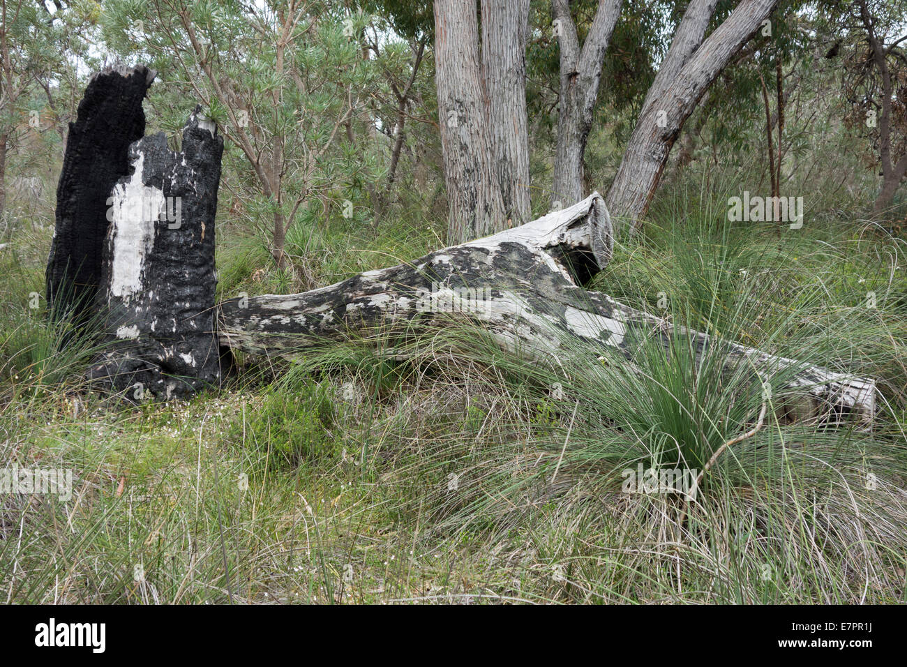 Australian bush scene hi-res stock photography and images - Alamy