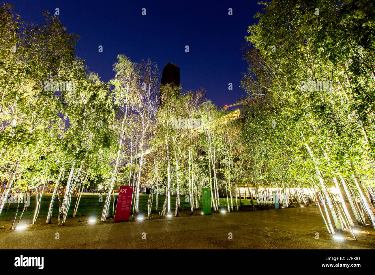 Silver Birch Trees At Night Outside The Tate Modern Stock Photo - Alamy