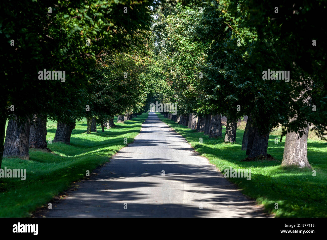 linden trees Czech Republic lime trees avenue Stock Photo - Alamy