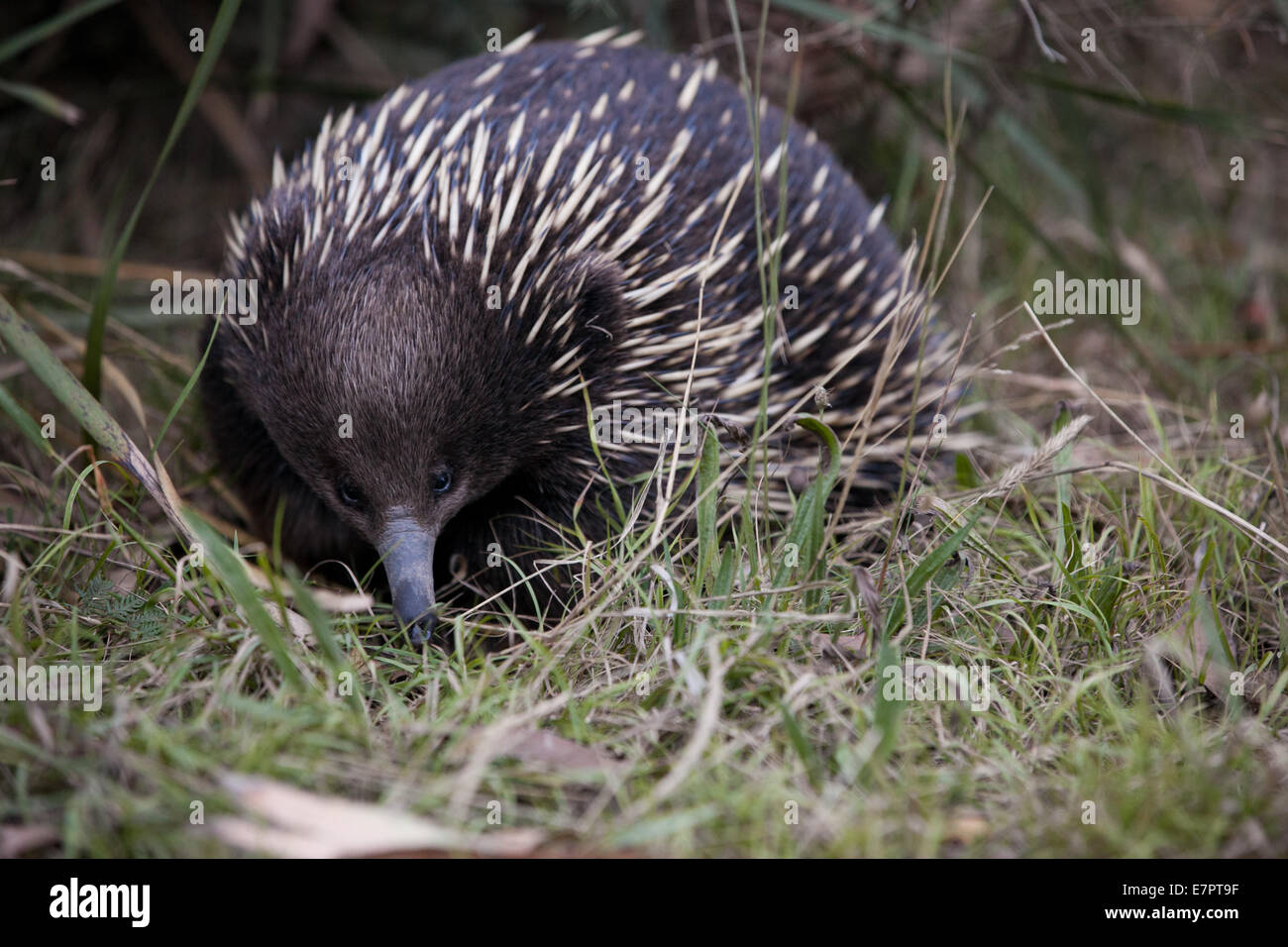 Echidna looking for food at dusk, Wilsons Prom, Australia Stock Photo ...