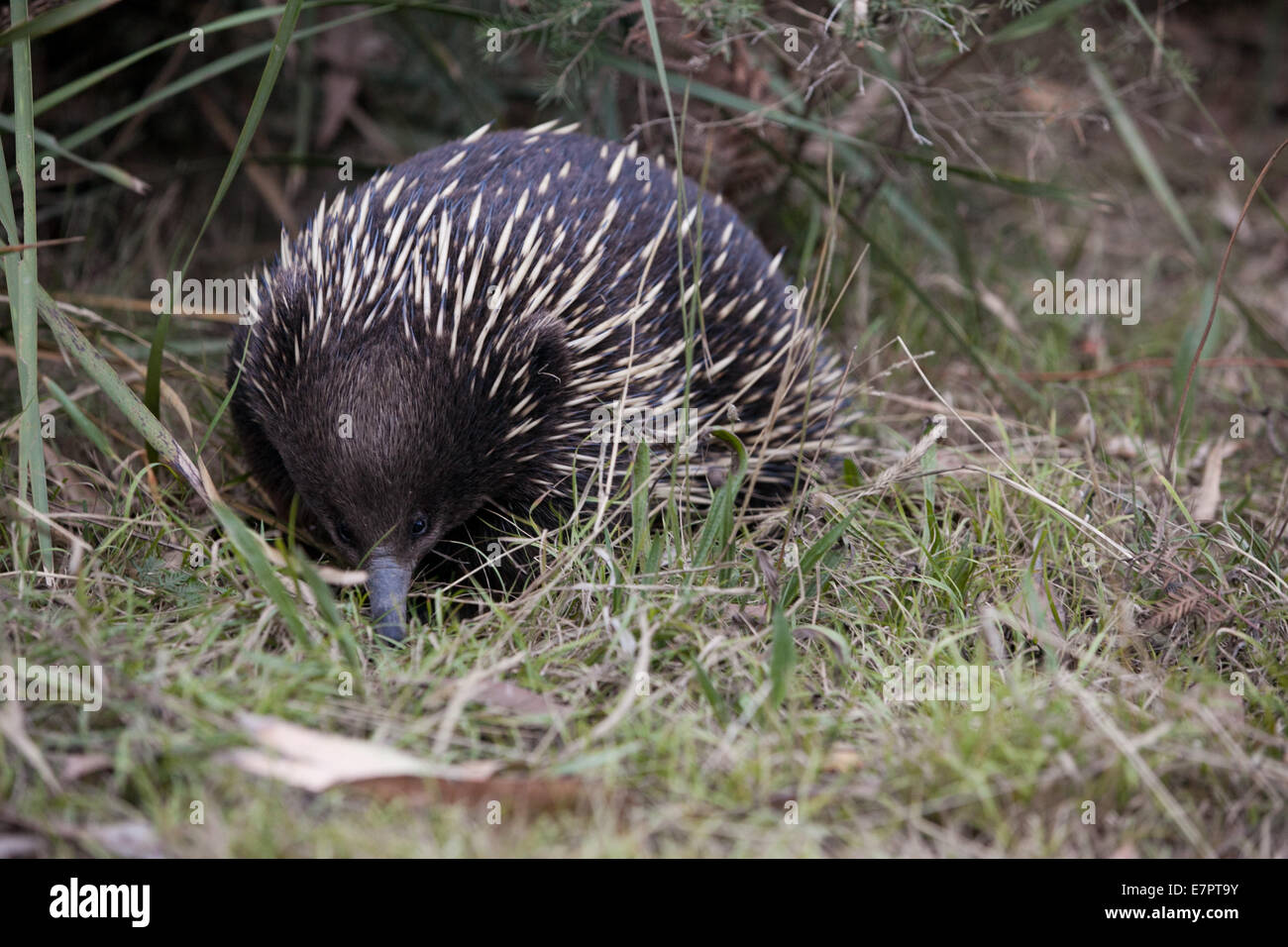 Echidna looking for food at dusk, Wilsons Prom, Australia Stock Photo ...