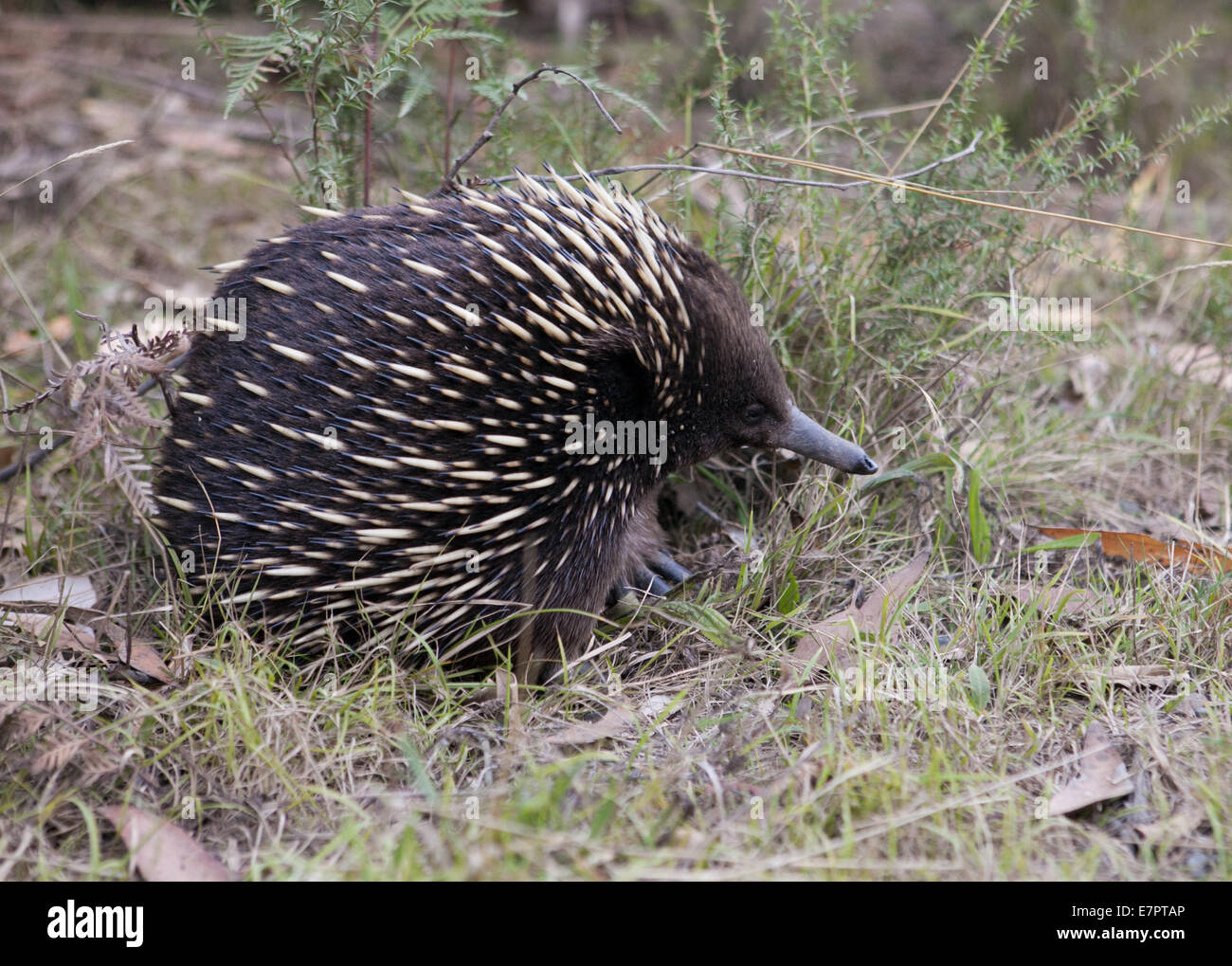 Wilsons prom australia hi-res stock photography and images - Alamy