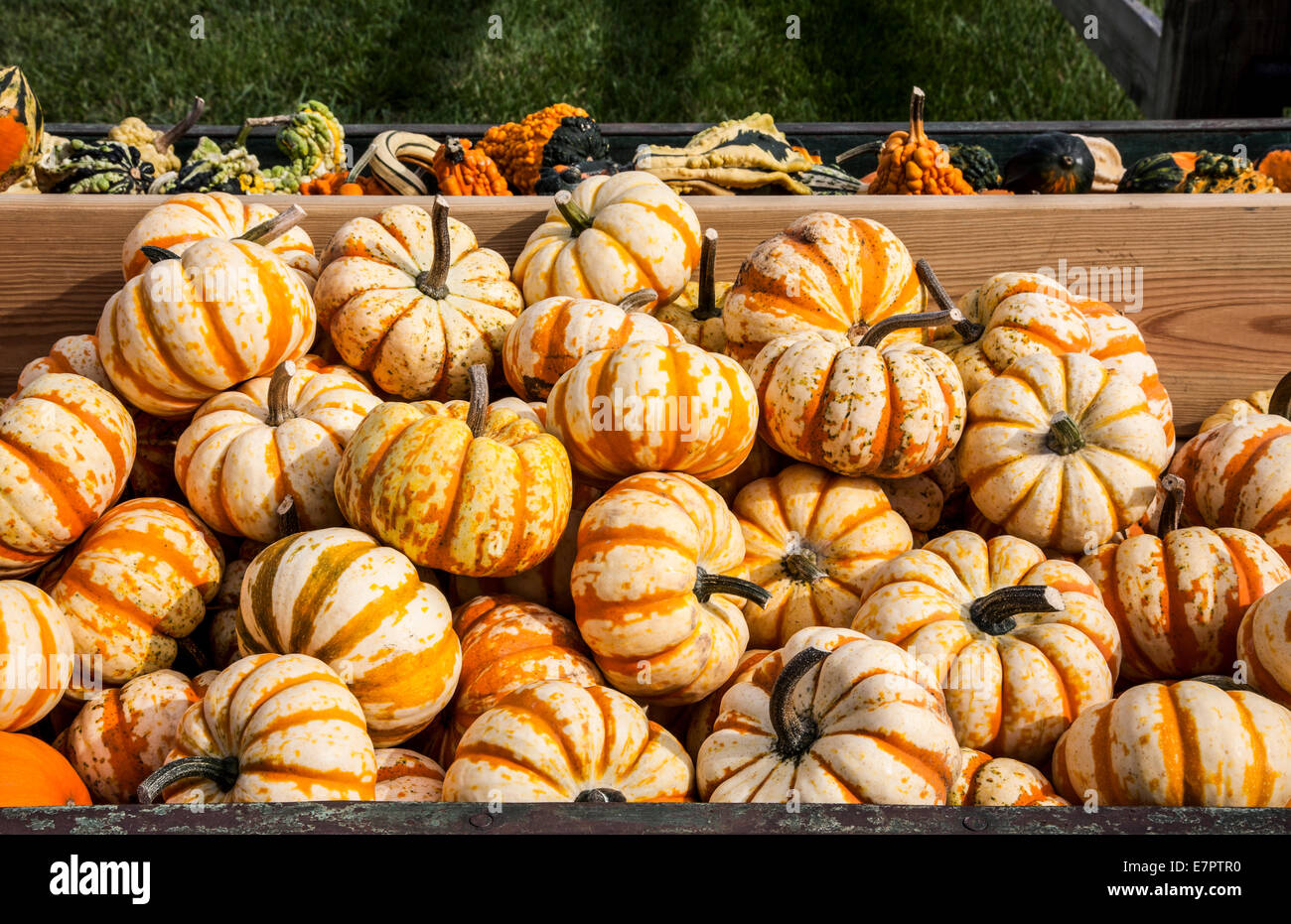 Colorful box of mini Pumpkin hooligans Summer squash for sale, New ...