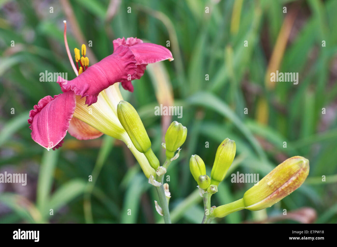Summer flower buds hi-res stock photography and images - Alamy