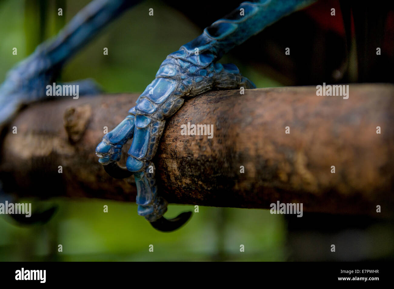 close up toucan claw Stock Photo - Alamy