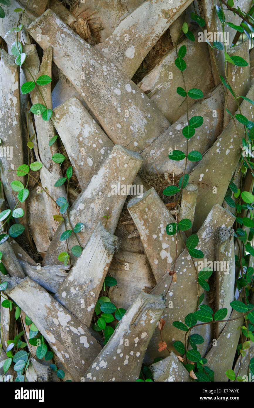 Palm tree trunk details Stock Photo - Alamy