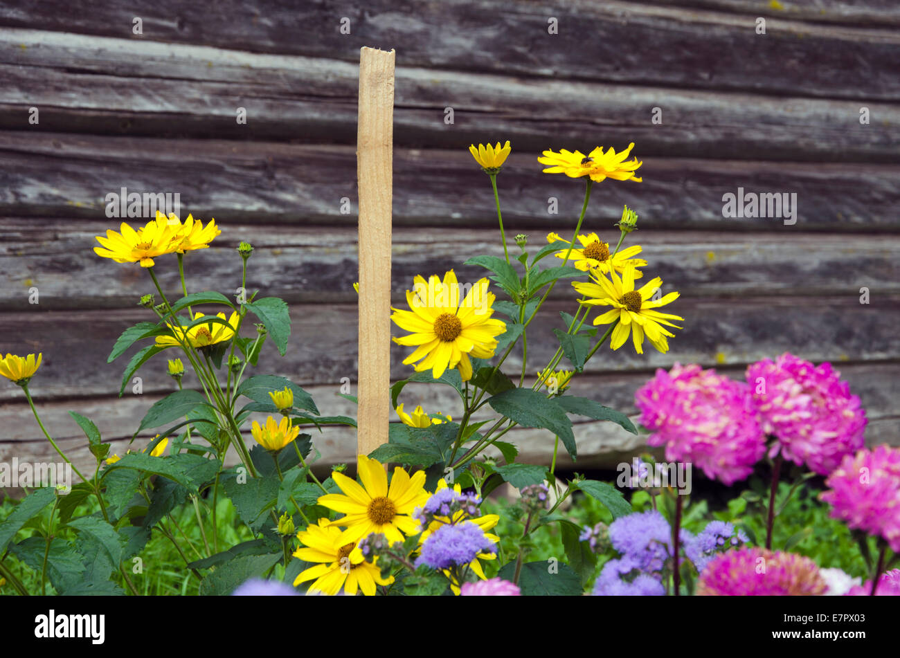 beautiful flowers near old wooden barn wall Stock Photo - Alamy