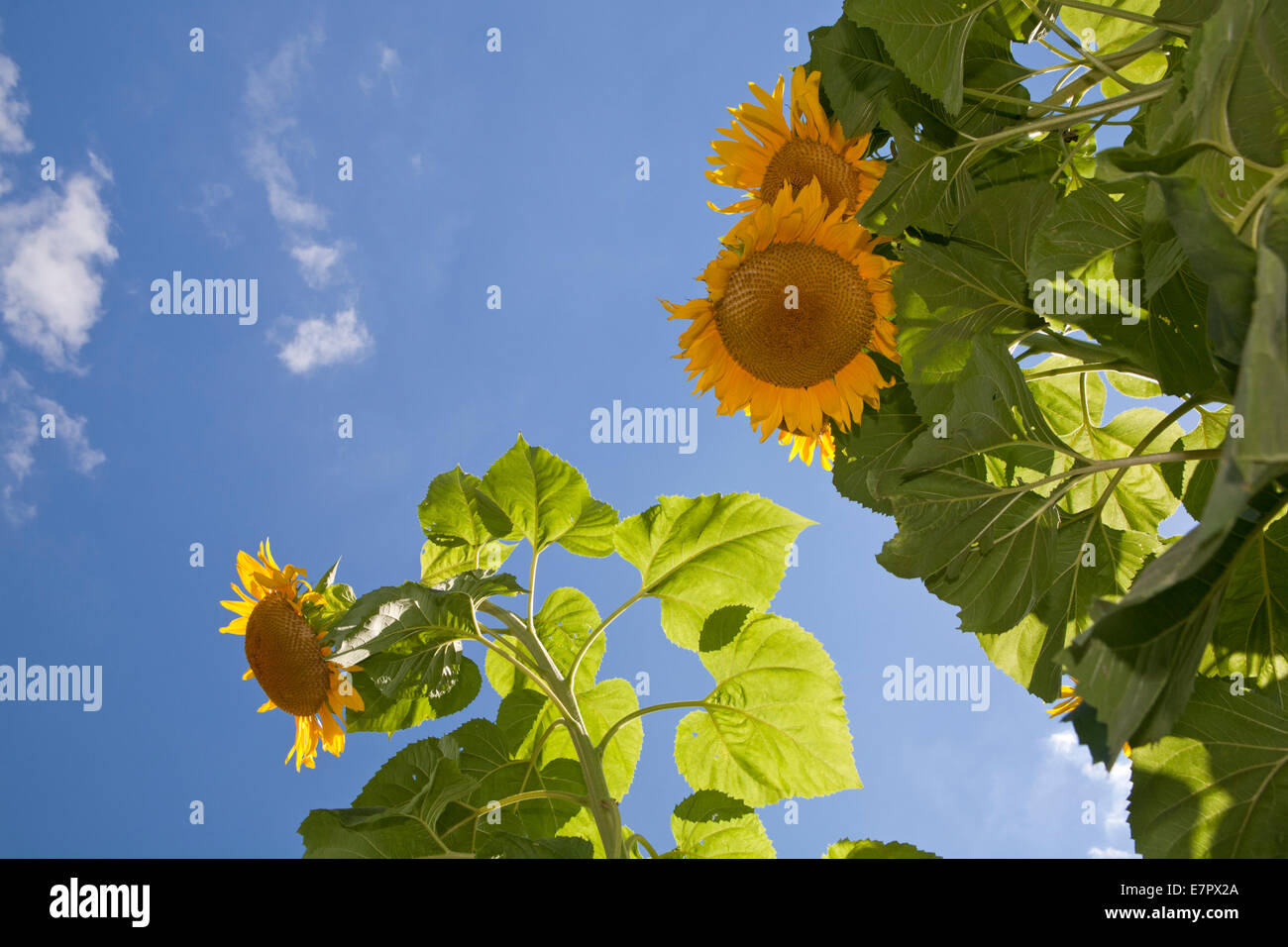Sunflowers from below Stock Photo - Alamy