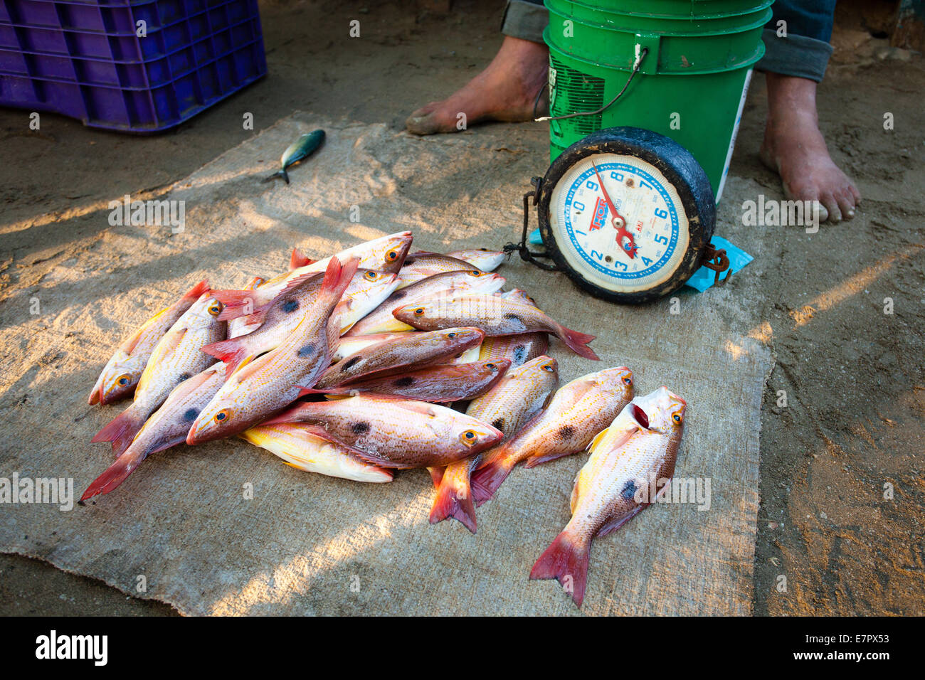 Red snapper hi-res stock photography and images - Alamy
