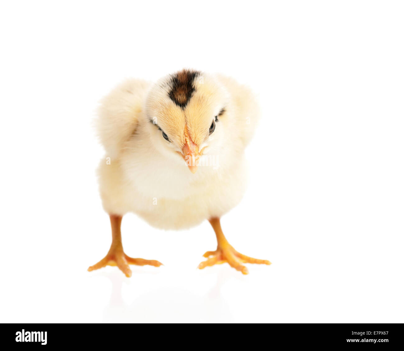 Majestic chicken hi-res stock photography and images - Alamy